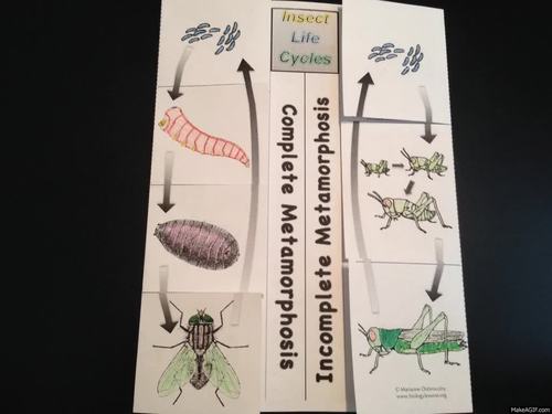Complete and Incomplete Metamorphosis Foldable: Life Cycles Lesson Complete and Incomplete Metamorphosis Foldable: Life Cycles Lesson