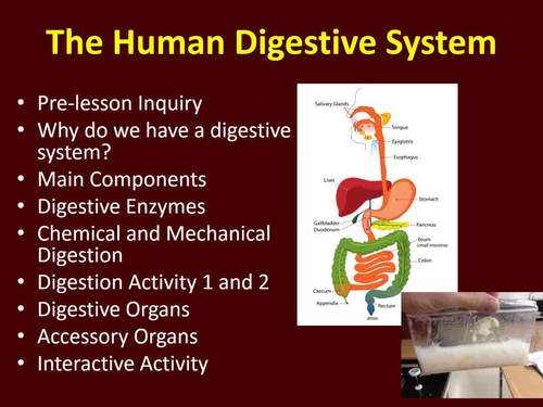 The Human Digestive System - 7 Engaging Lab Station Activities | TpT