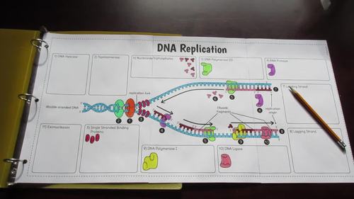 DNA Replication Foldable - Big Foldable for Interactive Notebooks or ...