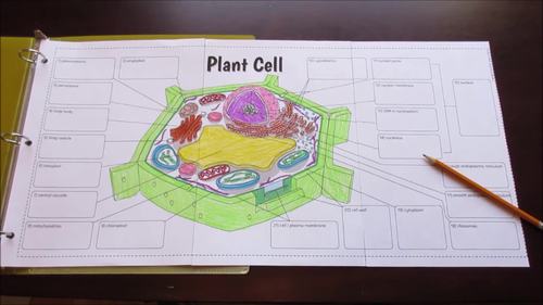 Plant Cell - Big Foldable for Interactive Notebook or Binder | TpT