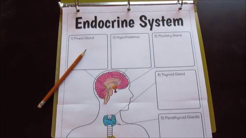 Endocrine System Foldable - Big Foldable for Interactive Notebooks or Binders