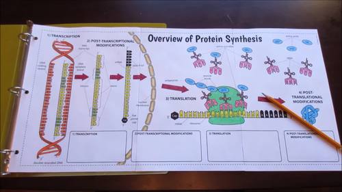 Protein Synthesis - Big Foldable for Interactive Notebooks or Binders