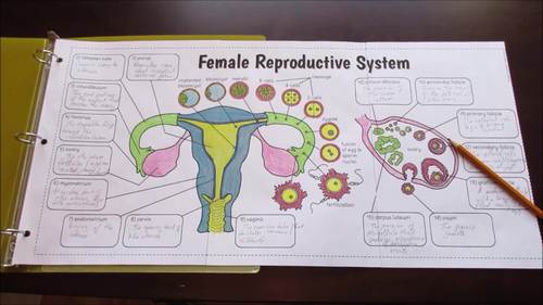 Female Reproductive System - Big Foldable for Interactive Notebooks or ...